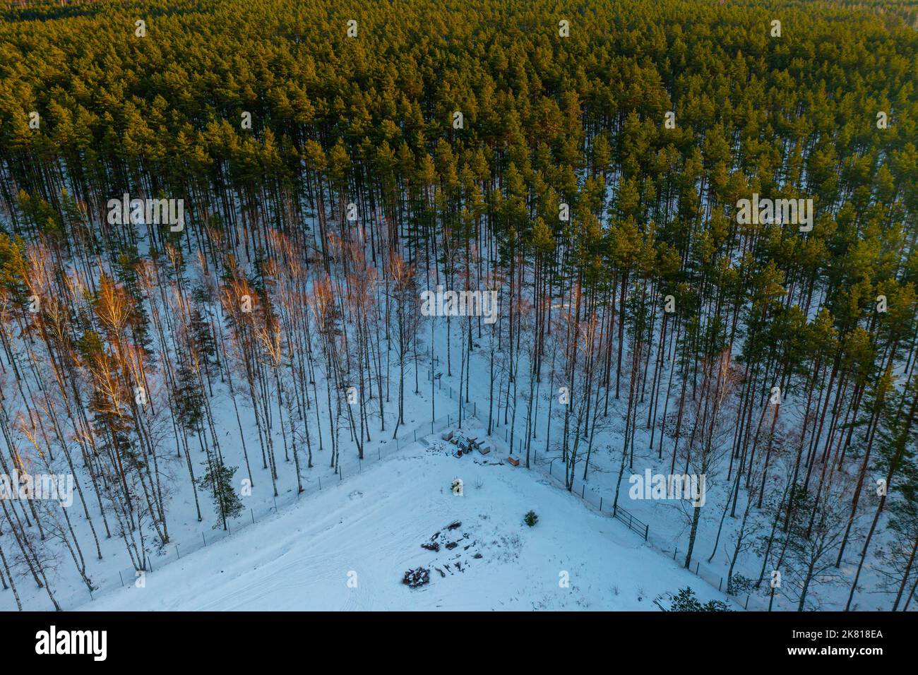 Drone view of beautiful pine forest. Trees in sunlight. Winter ...