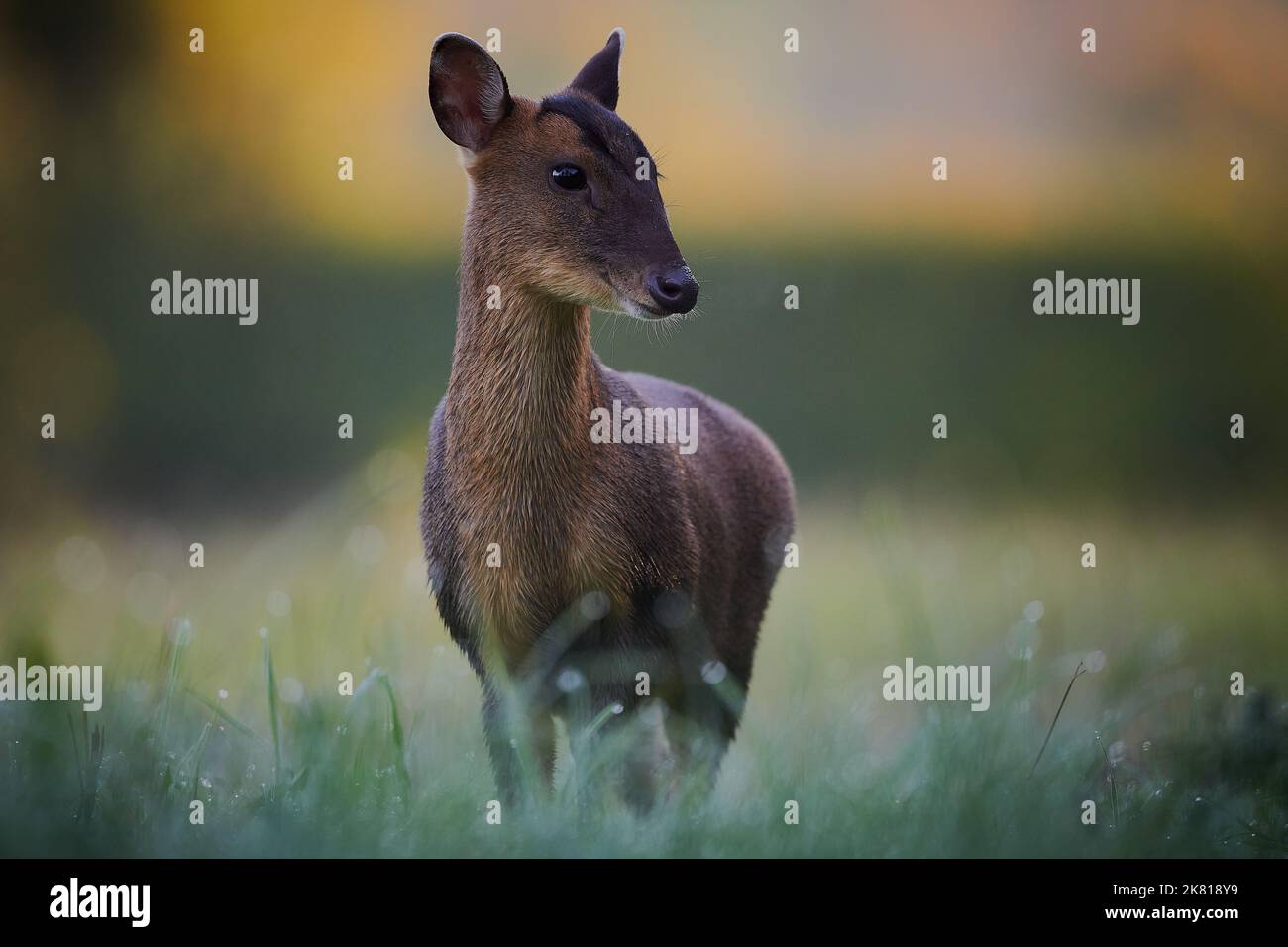Female muntjac hi-res stock photography and images - Alamy