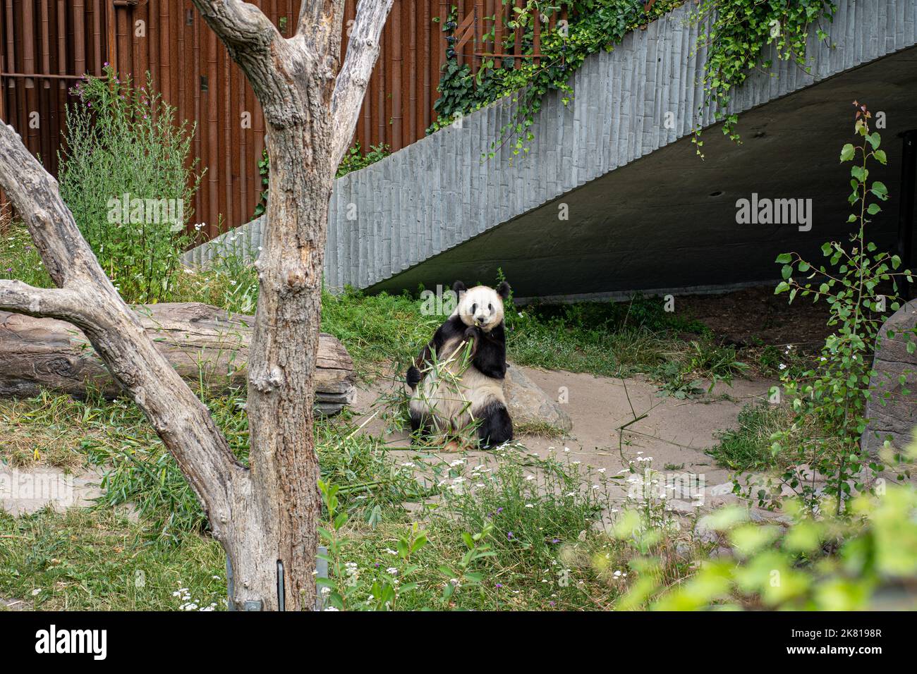Panda in Copenhagen Zoo Stock Photo - Alamy