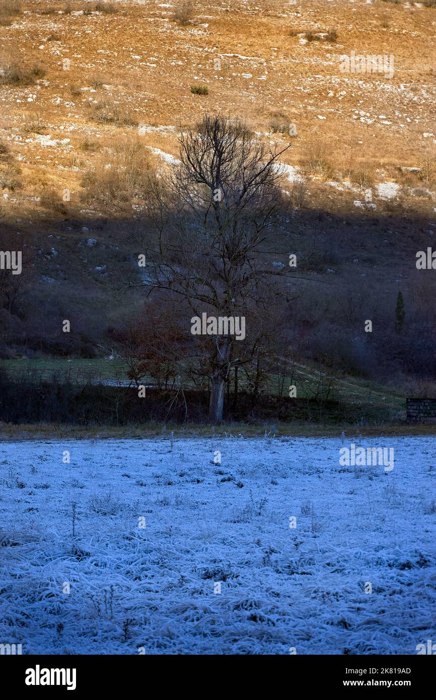 Dark tree shade hi-res stock photography and images - Alamy