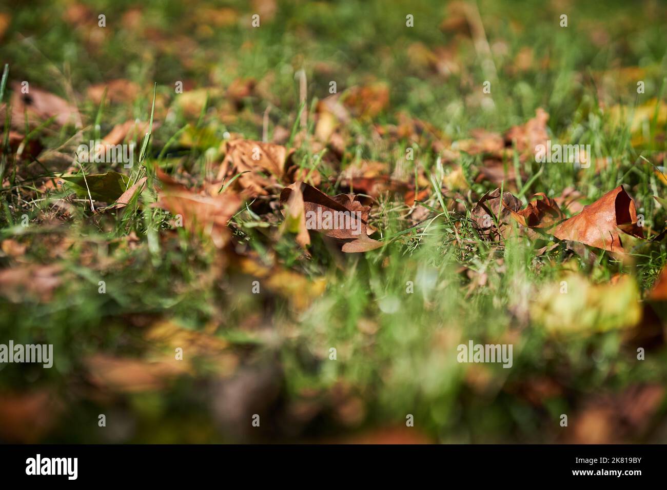 Basel leaves hi-res stock photography and images - Alamy