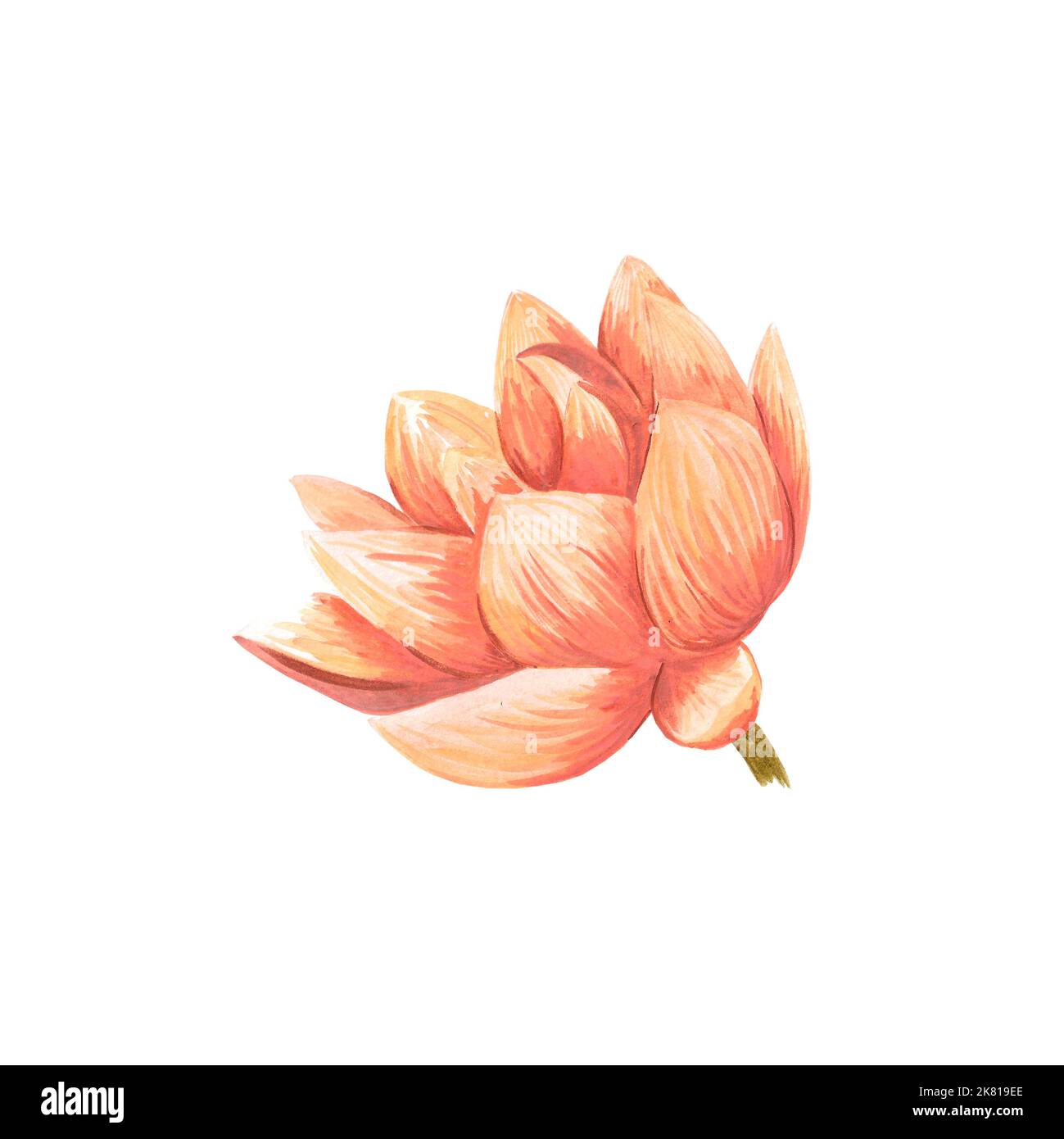 Handdrawn Watercolor water lily isolated on the white background ...