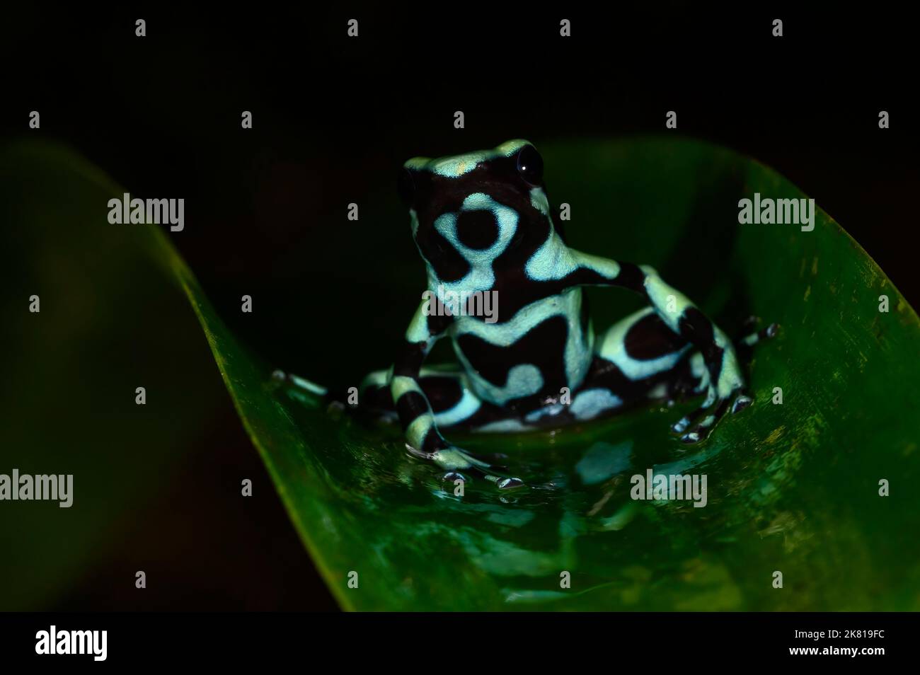 Green and Black Poison Dart Frog (Dendrobates auratus) on a leaf, Costa ...