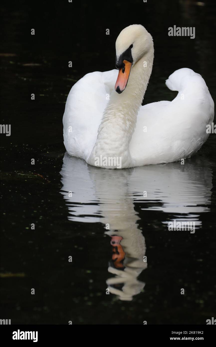 Swan on River Chelmer, Chelmsford City, Essex, England, UK Stock Photo ...