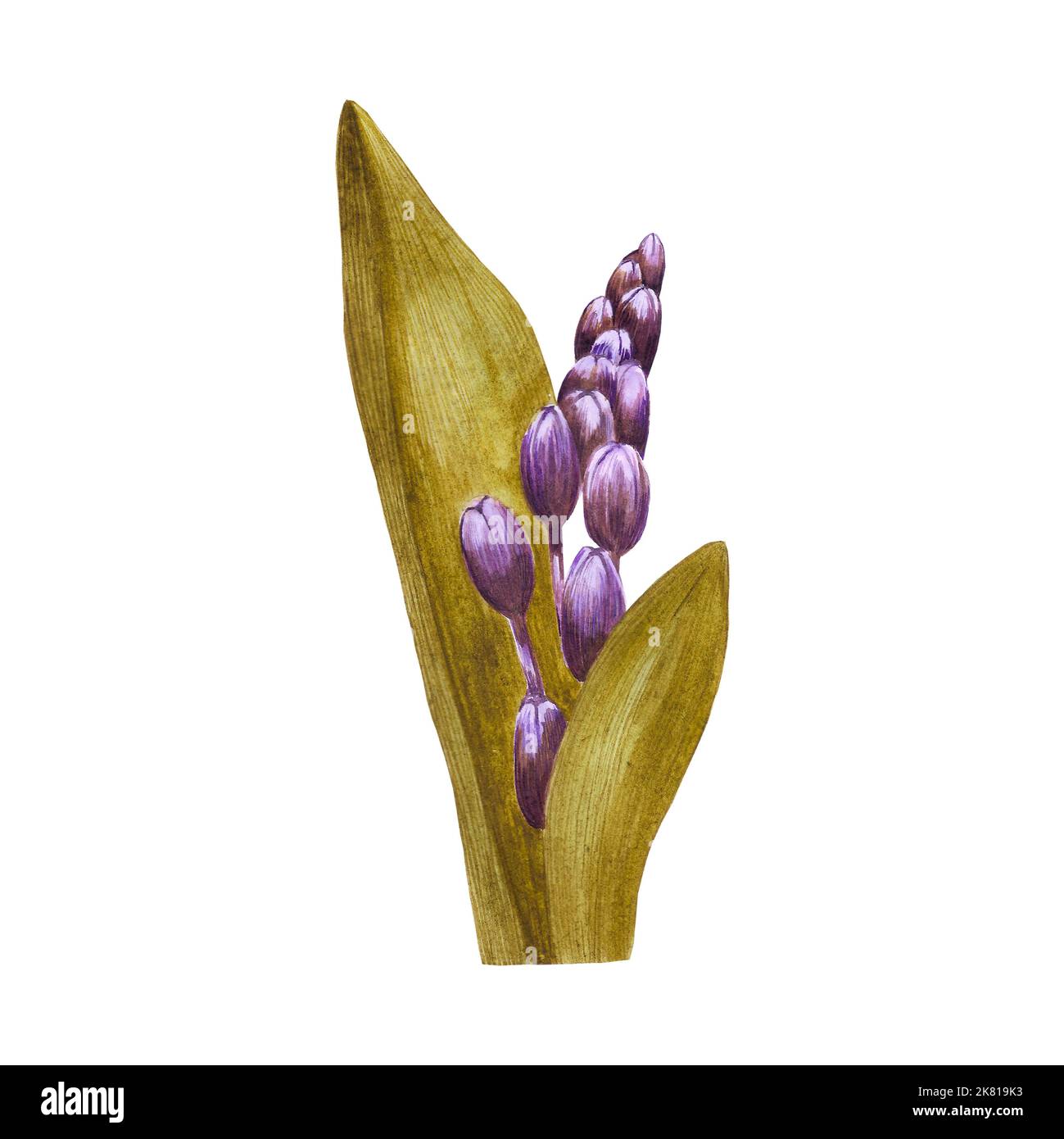 Handdrawn Watercolor purple hyacinth isolated on the white background ...