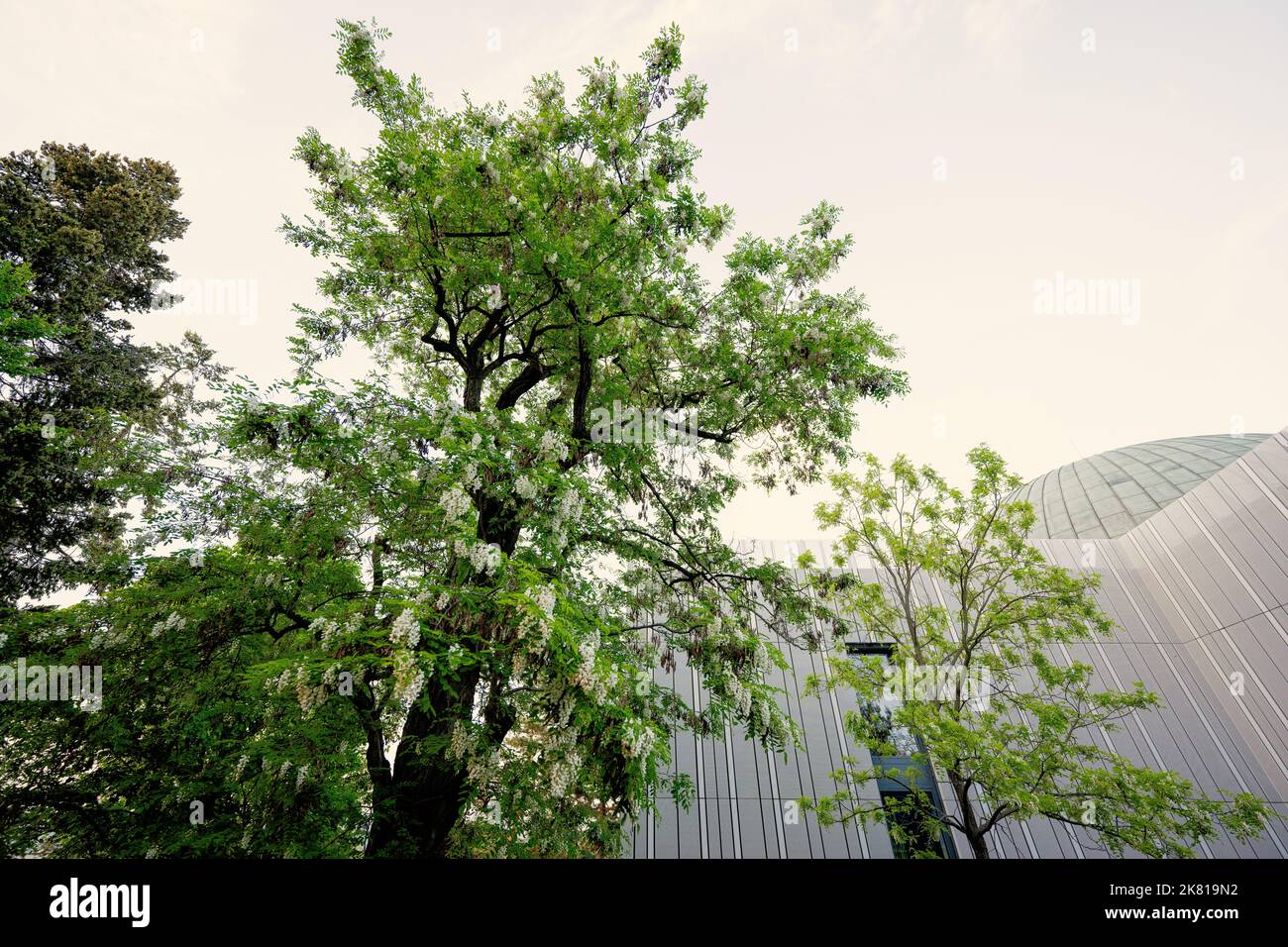 Acacia tree flowers blooming in the spring Stock Photo - Alamy