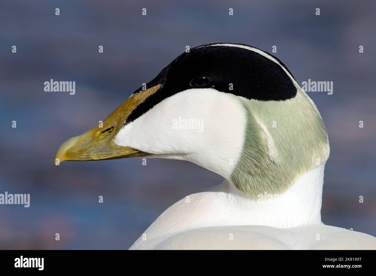 Eider Duck, Somateria mollissima, Drake, male bird in breeding plumage ...