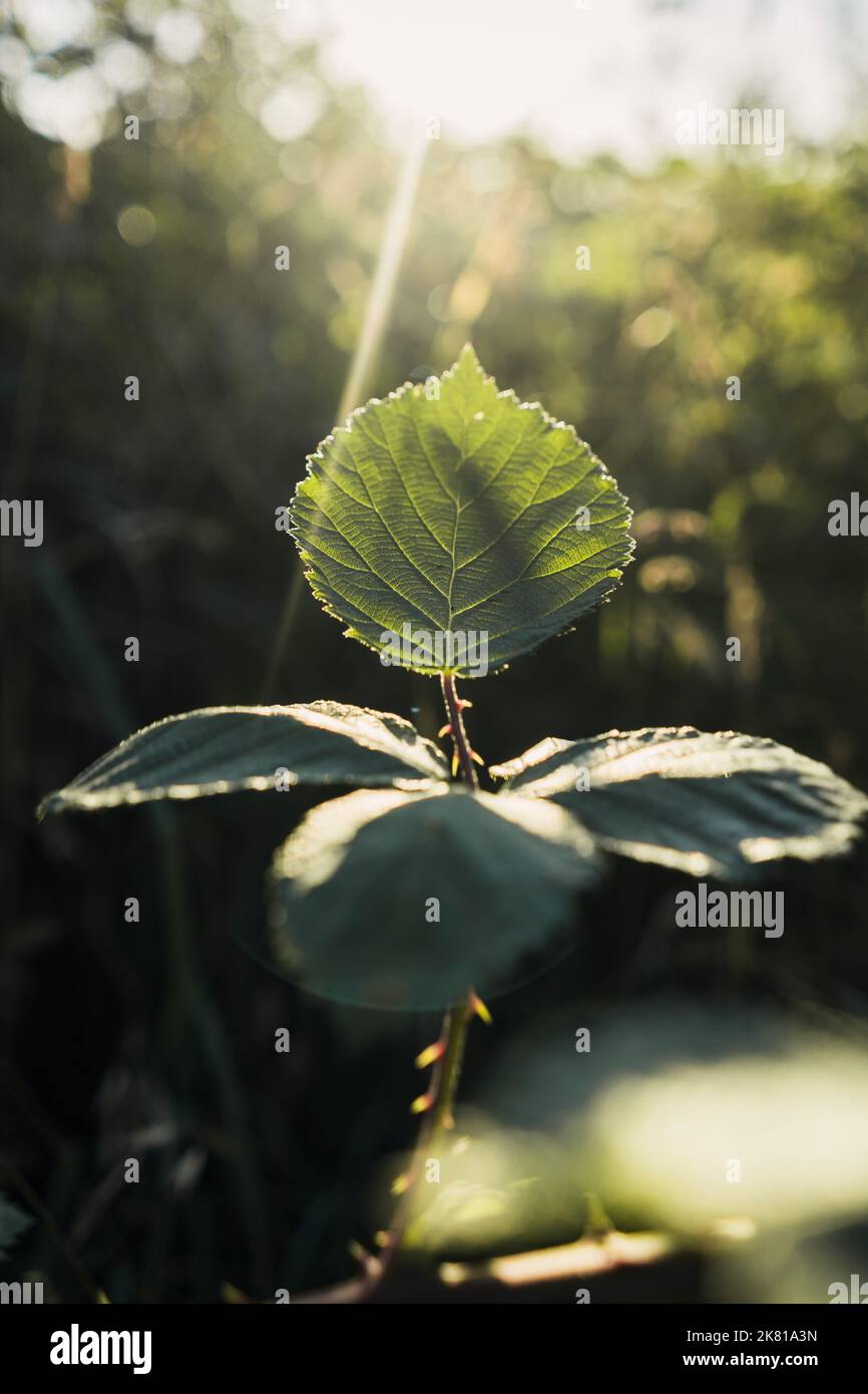 A vertical closeup shot of green leaves Prickly berry bush under ...