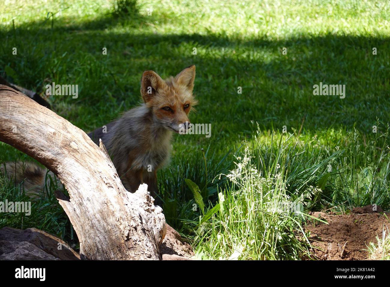 Peeking around tree hi-res stock photography and images - Alamy