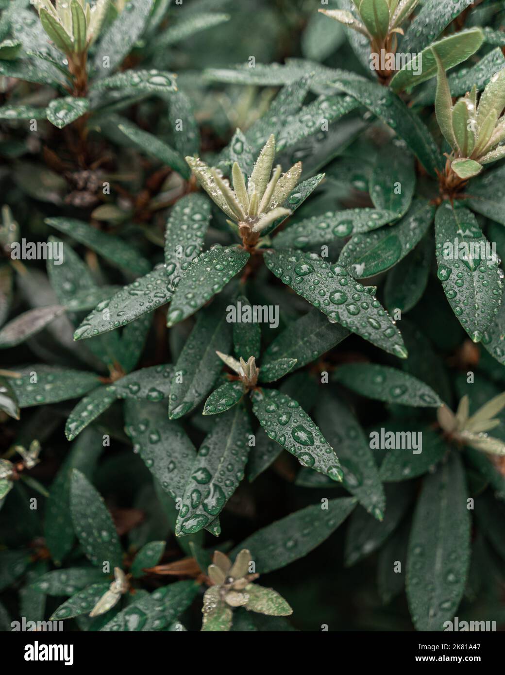Labrador tea leaves hi-res stock photography and images - Alamy