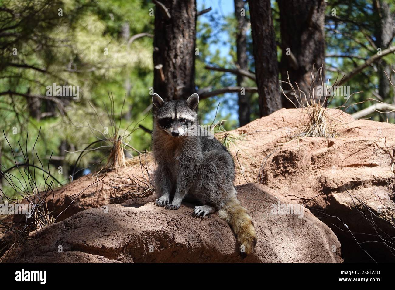 A raccoon sitting on the rock in Williams Arizona Stock Photo - Alamy