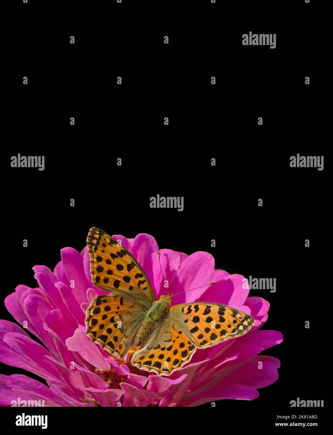 close up of Queen of Spain fritillary butterfly sitting on purple ...