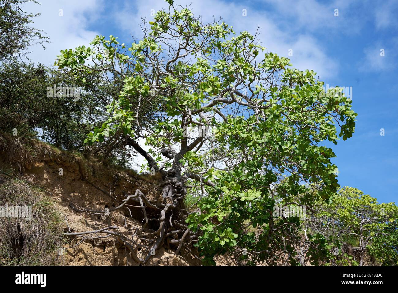 A tree growing on the edge of the cliff Stock Photo - Alamy