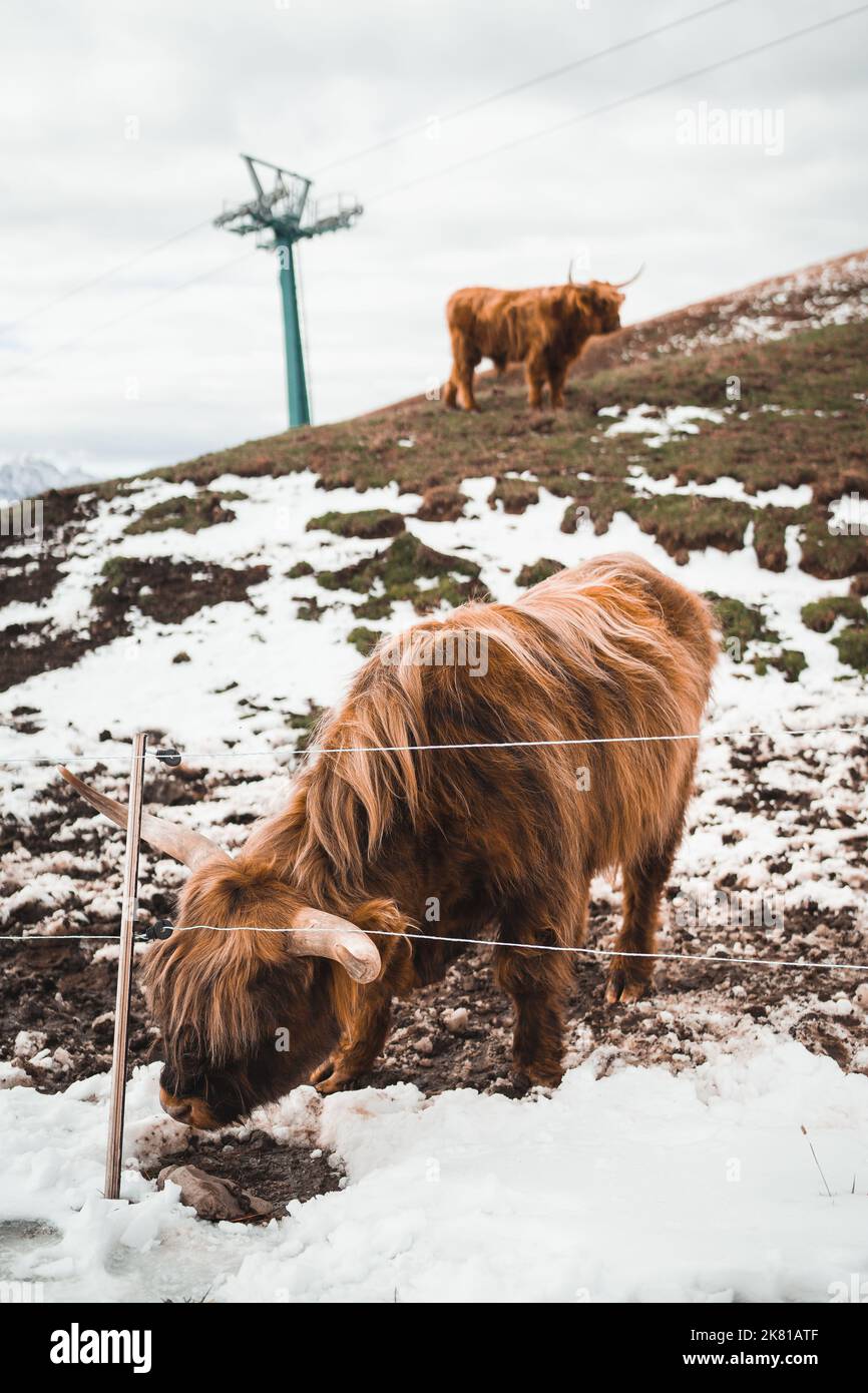Beautiful horned Highland Cattle cow enjoying fresh snow on a Seceda ...