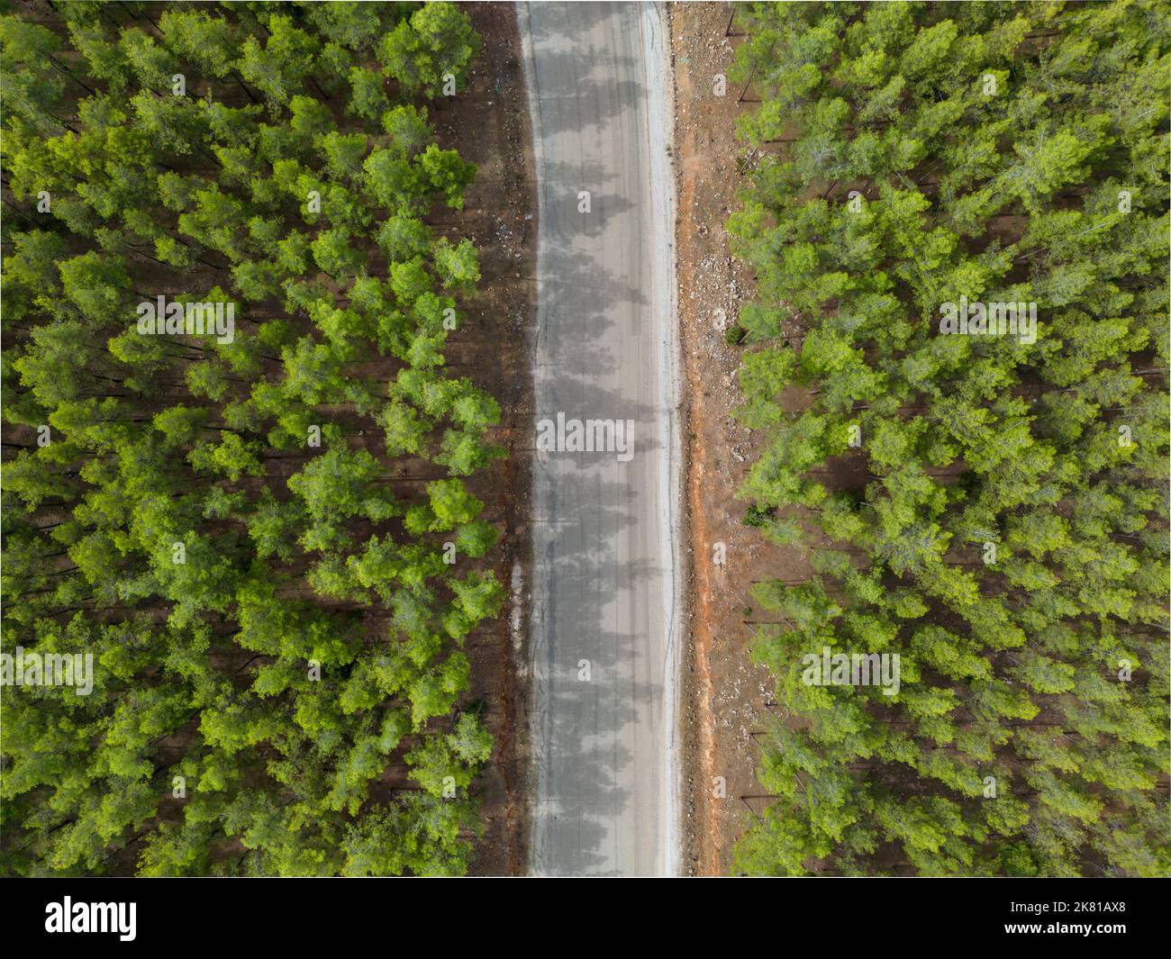 Top down view of road through forest at sunrise Stock Photo - Alamy