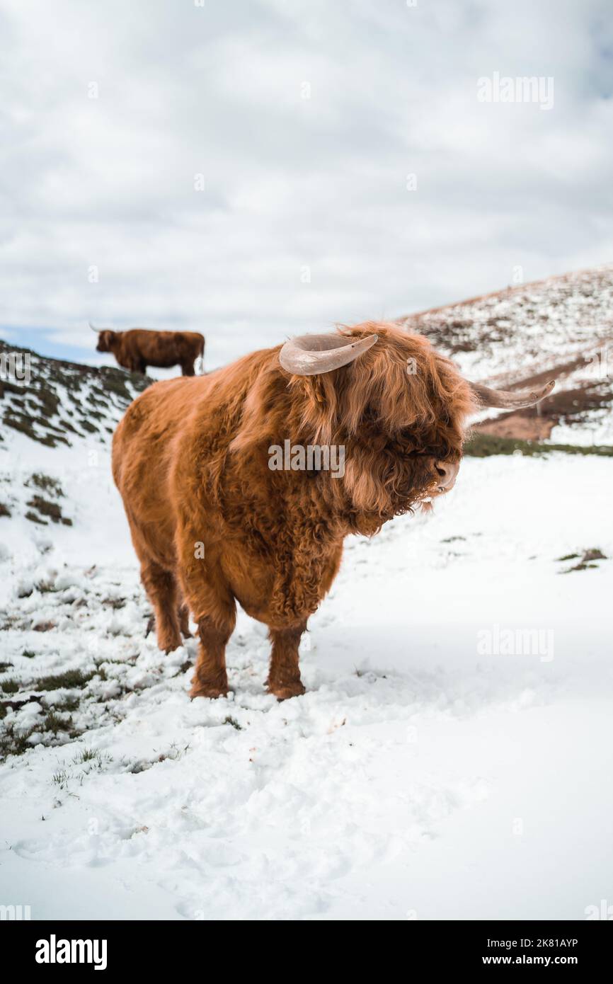 Beautiful horned Highland Cattle cow in fresh snow on a Seceda mountain ...
