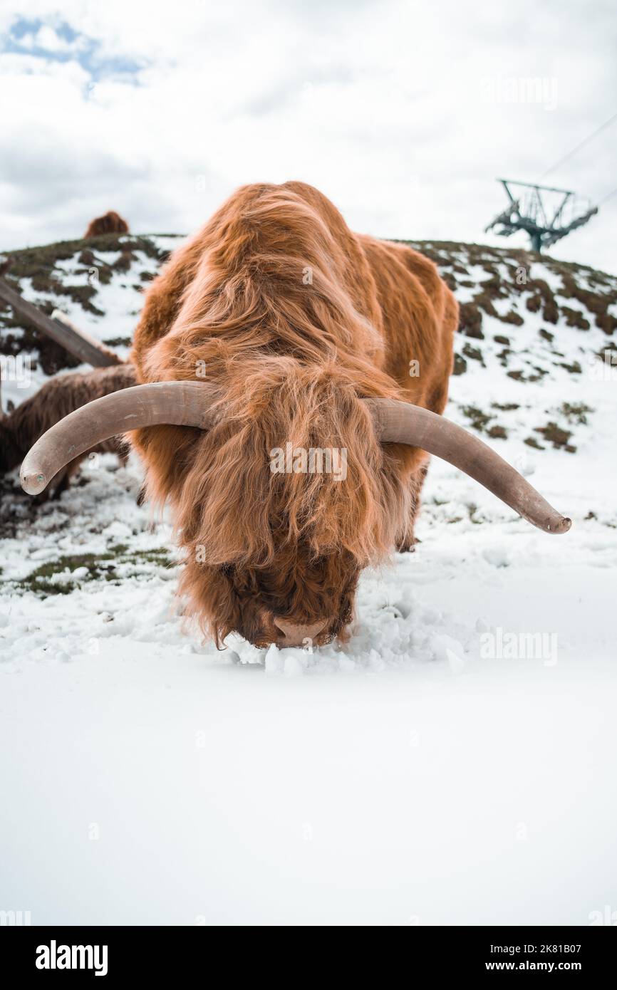 Highland cow scotland snow mountain hi-res stock photography and images ...