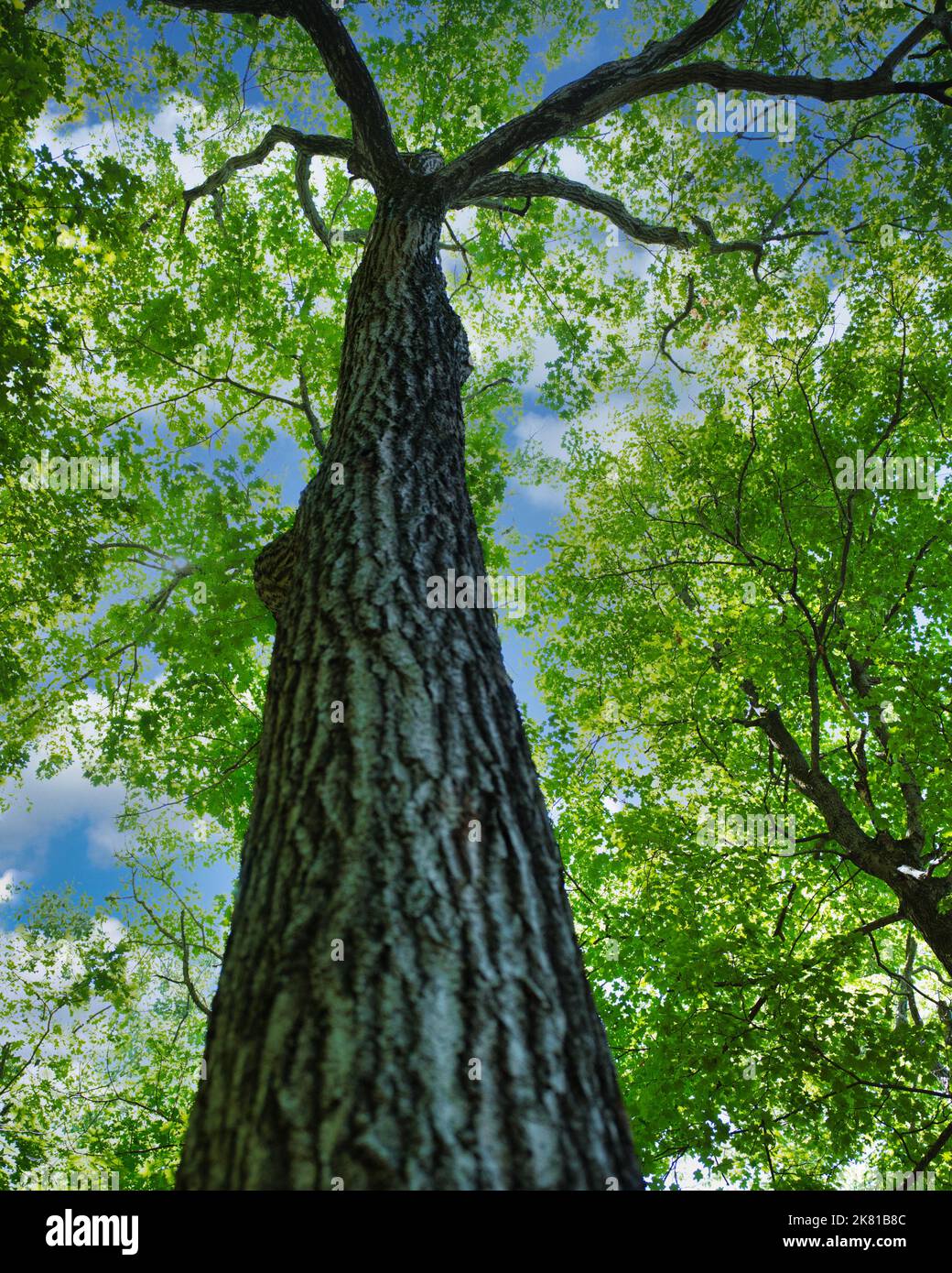 A low-angle shot of the high tree Stock Photo - Alamy