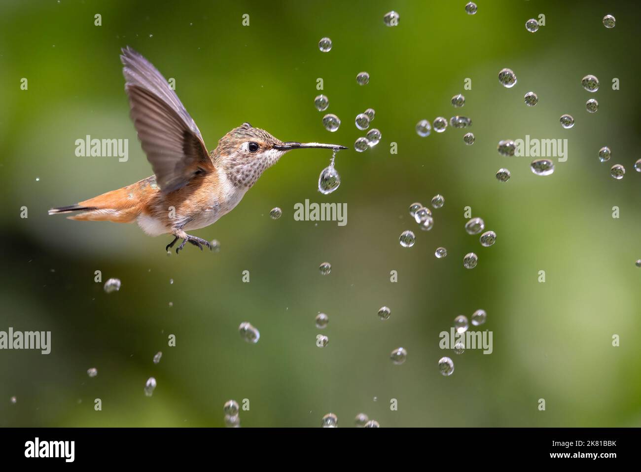 Annas hummingbird drinking hi-res stock photography and images - Alamy