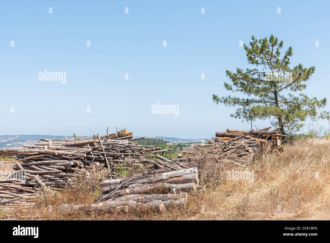 A view of multiple tree trunks on the ground with a blue sky in the ...