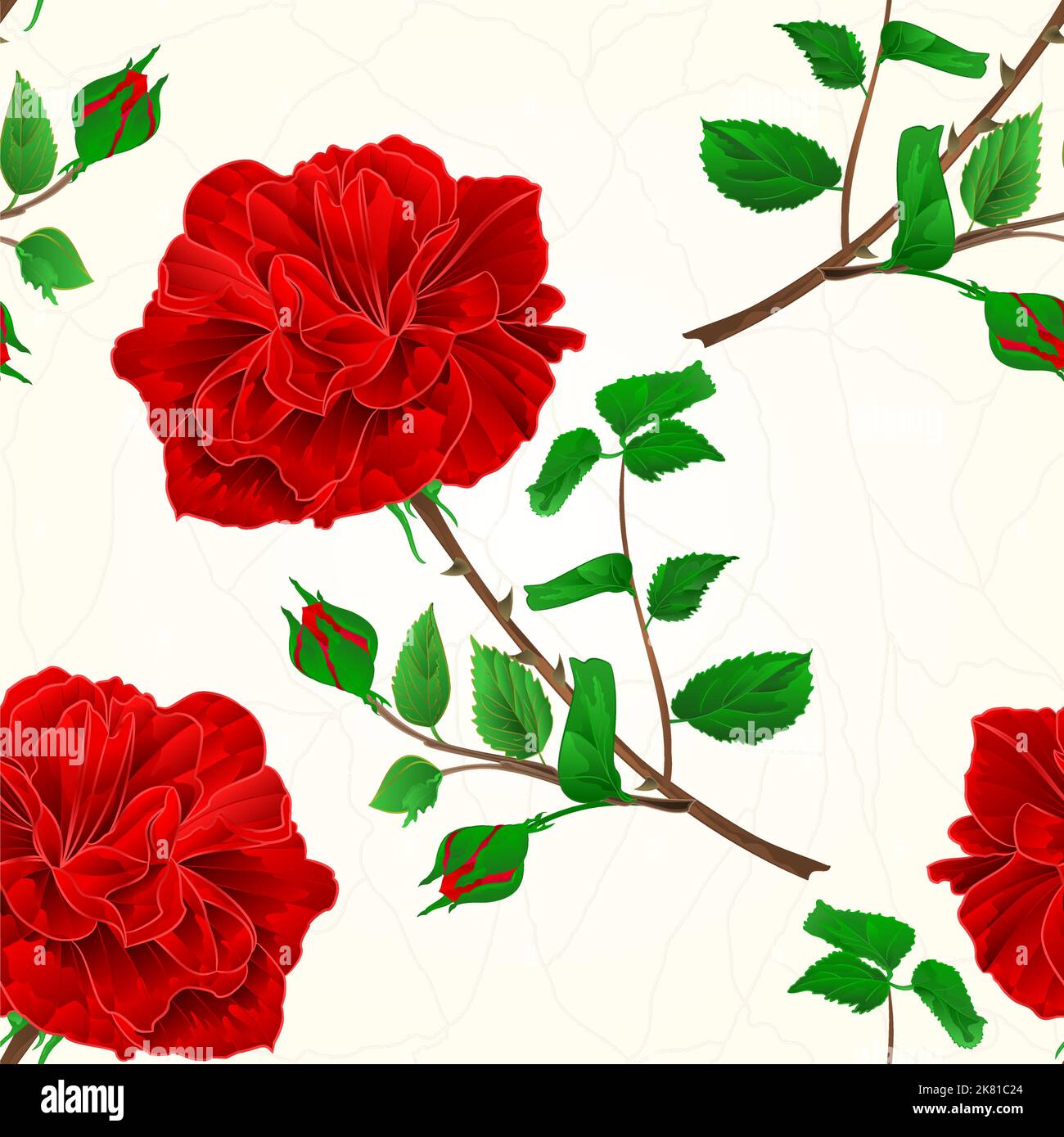 Centifolia rose Stock Vector Images - Alamy