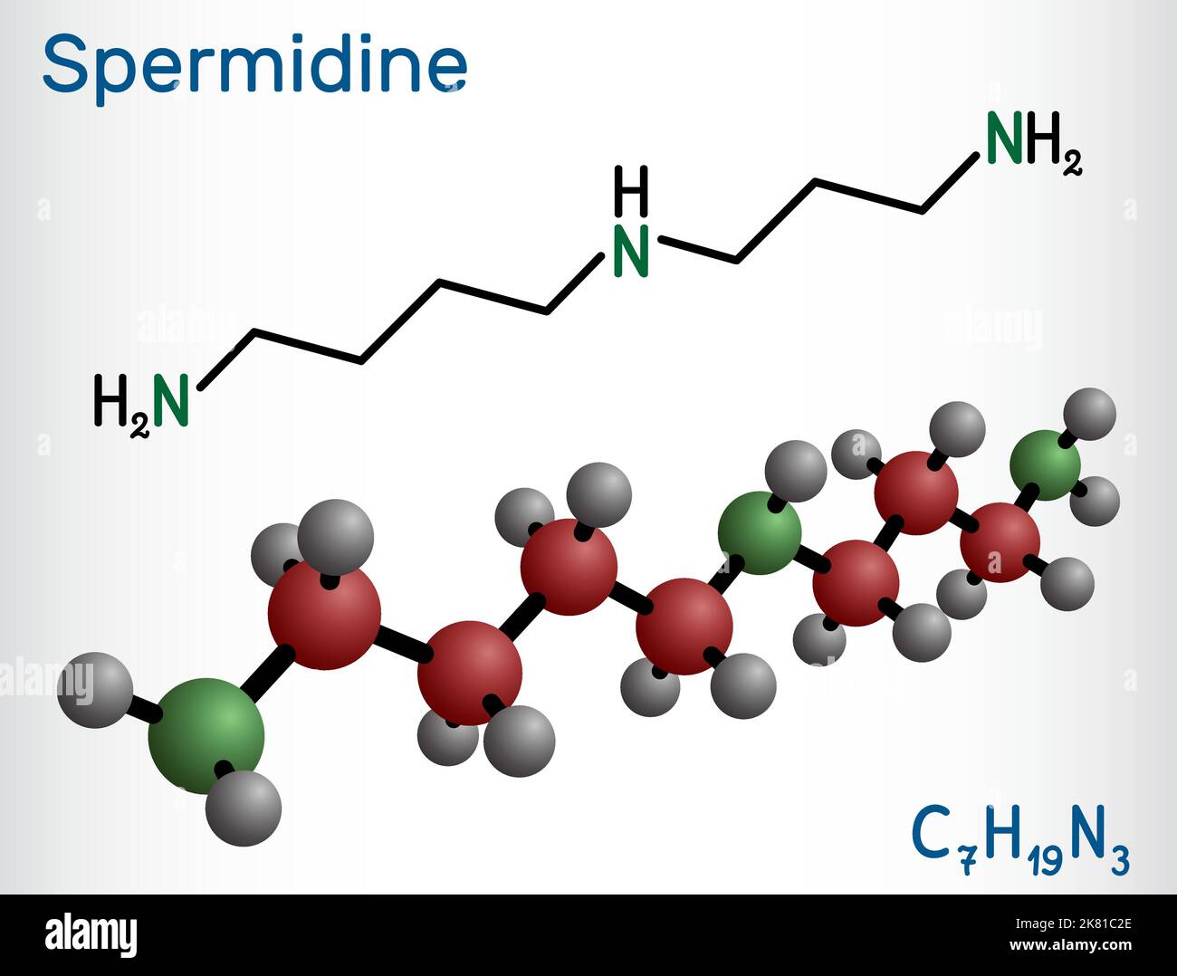 Spermidine molecule. It is triamine, polyamine formed from putrescine ...