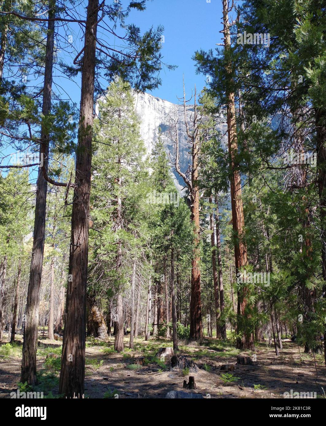 Vertical shot forest landscape hi-res stock photography and images - Alamy