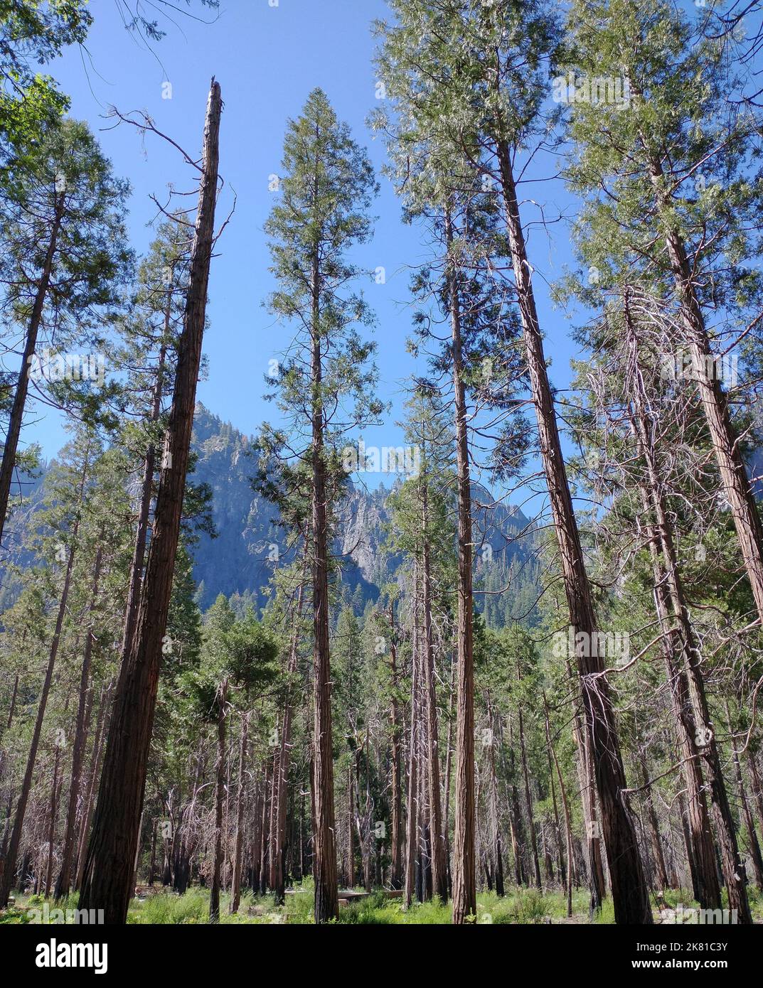 Vertical shot forest landscape hi-res stock photography and images - Alamy