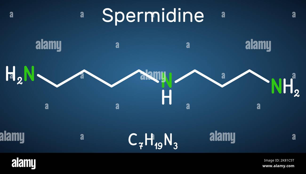 Spermidine molecule. Structural chemical formula on the dark blue ...