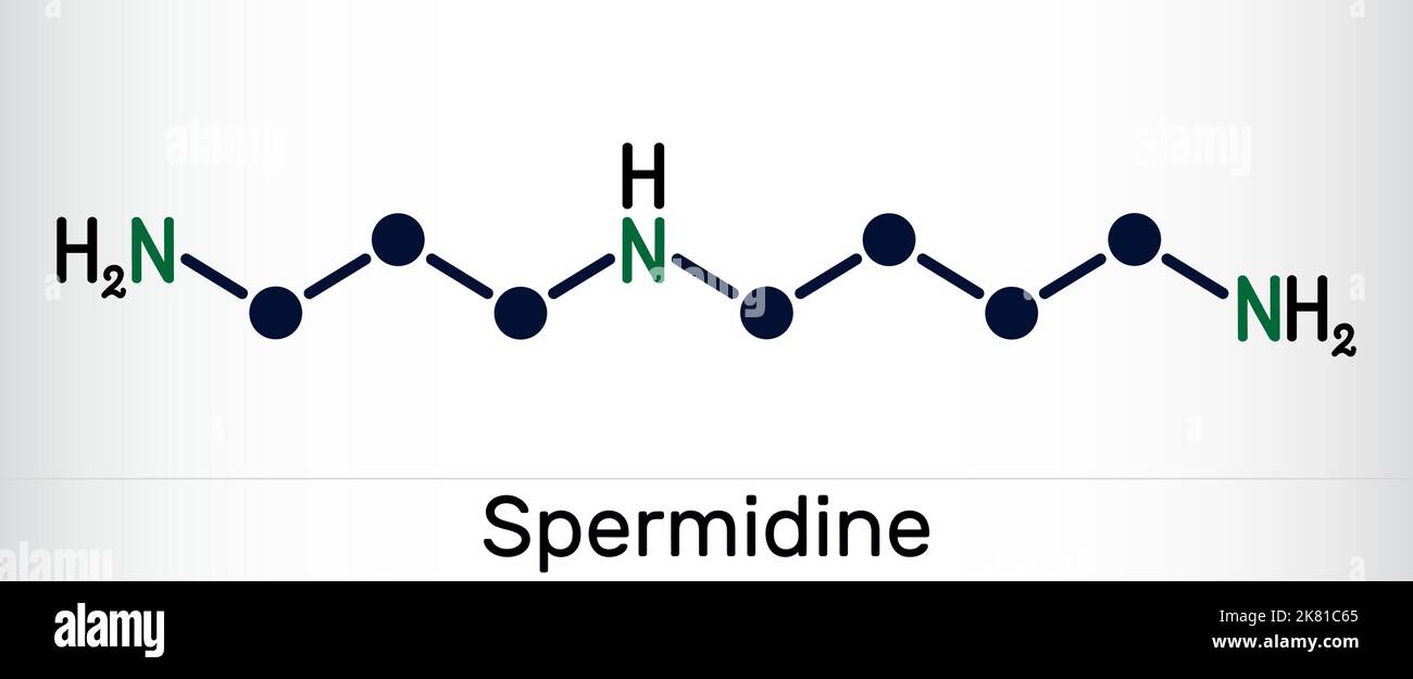 Spermidine molecule. It is triamine, polyamine formed from putrescine ...