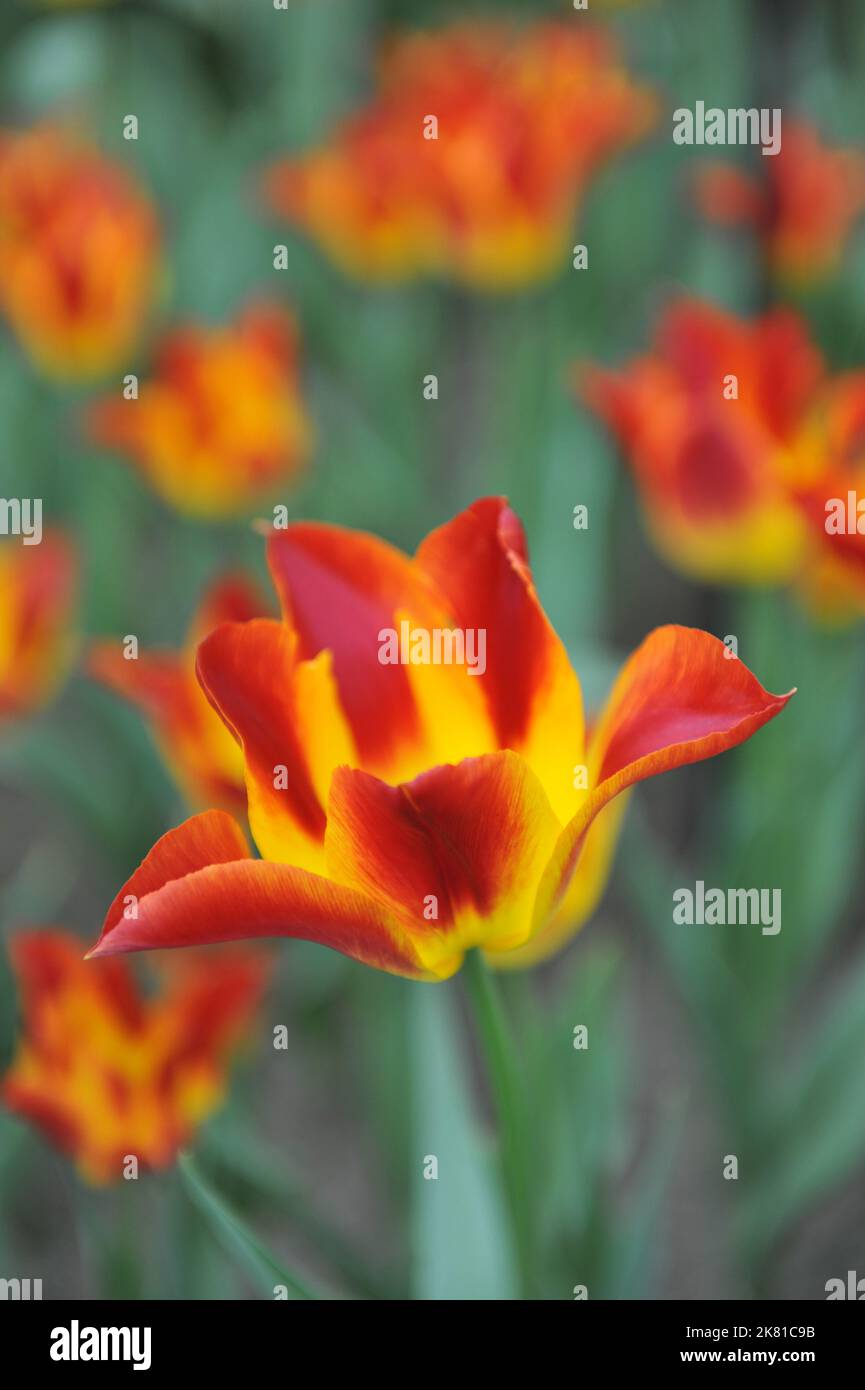 Red and yellow lily-flowered tulips (Tulipa) Striking Match bloom in a ...