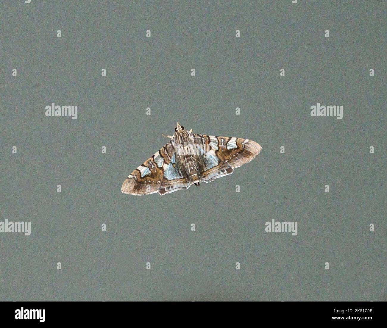 Australian Figs Pyralid moth, agrioglypta excelsalis, on grey ...