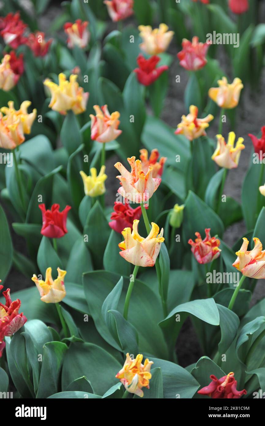 Red, pink and yellow Coronet tulips (Tulipa) Striped Crown bloom in a garden in April Stock ...