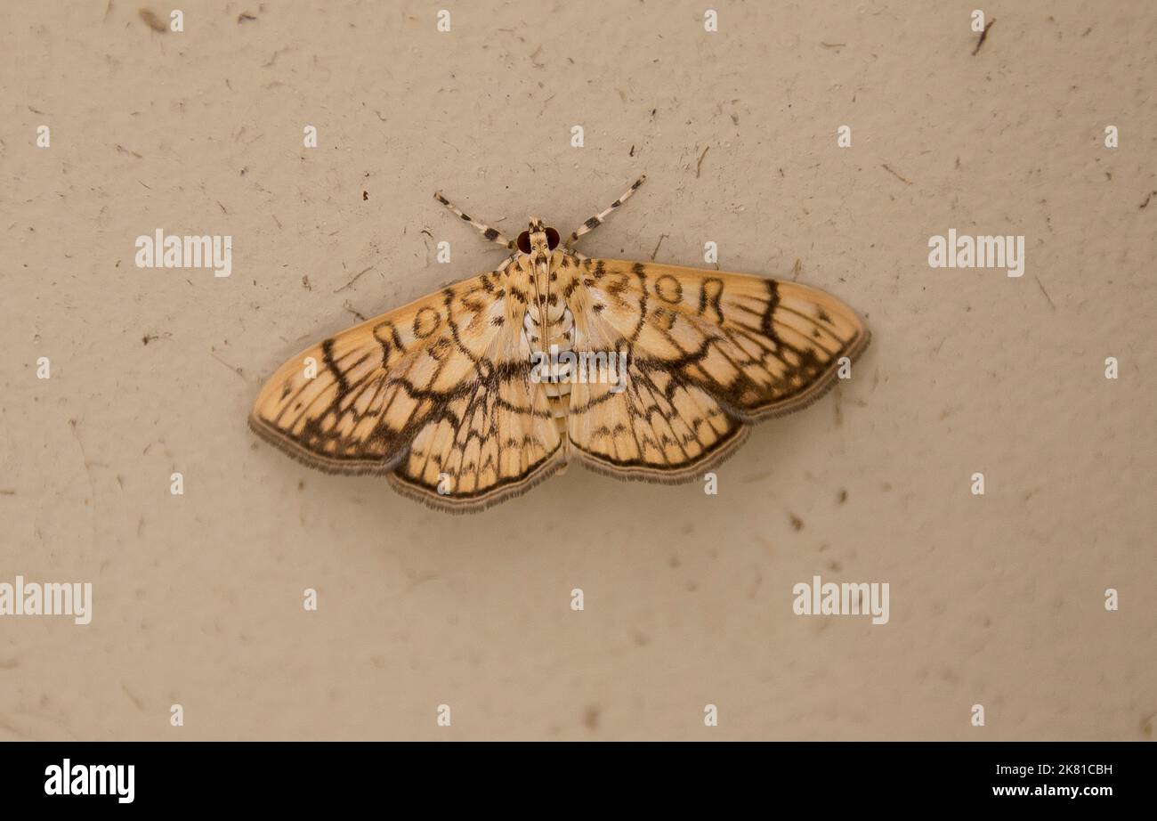 Haritalodes obliqualis hi-res stock photography and images - Alamy