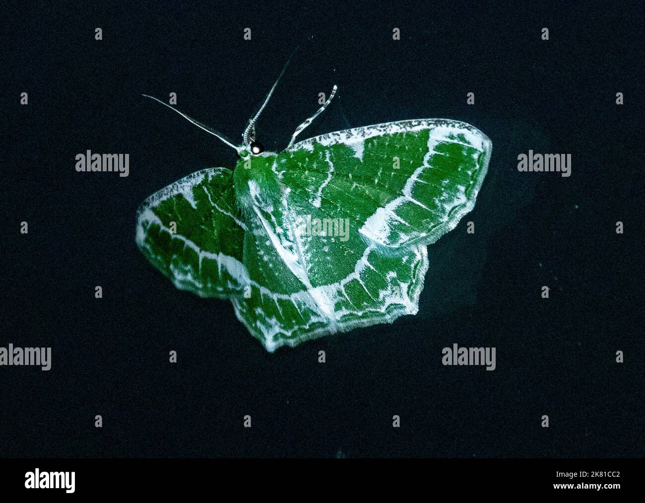 Lacy emerald moth hi-res stock photography and images - Alamy