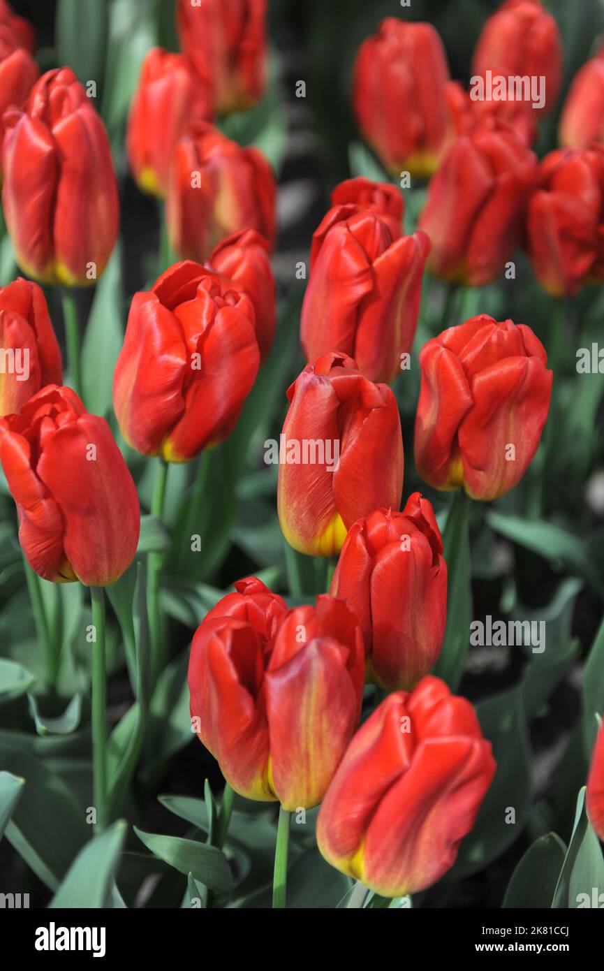 Red Triumph tulips (Tulipa) Strong Fire bloom in a garden in April ...