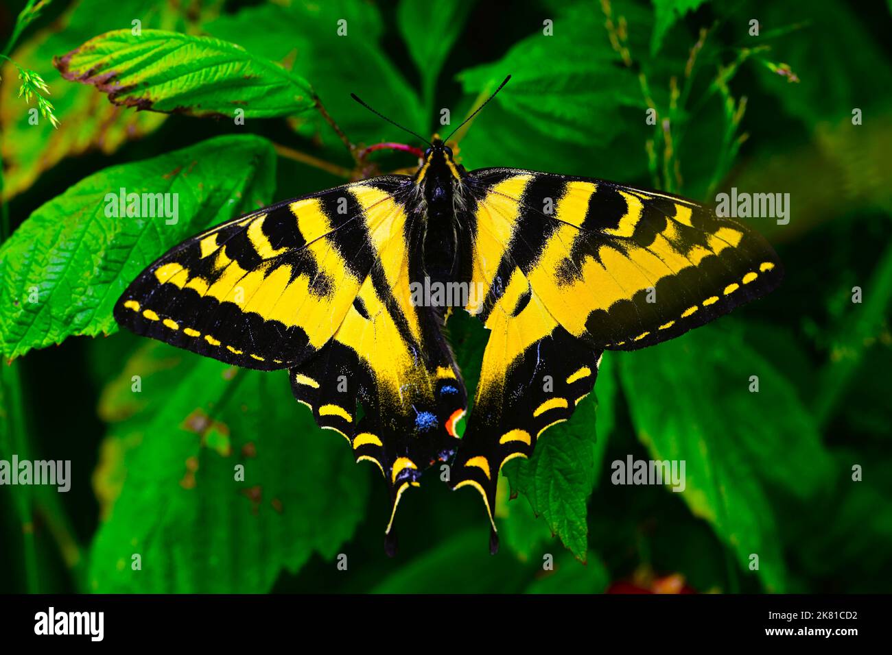 A Western Great swallowtail butterfly on a green leaf Stock Photo - Alamy