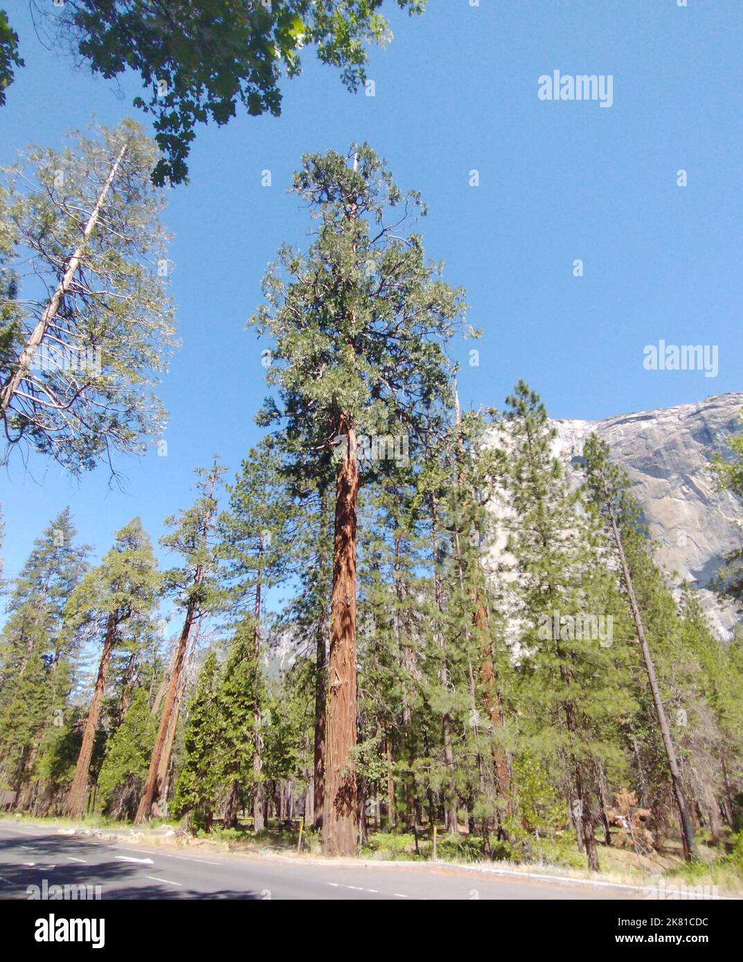 A vertical shot of tall trees in a forest with big rocky mountains in ...