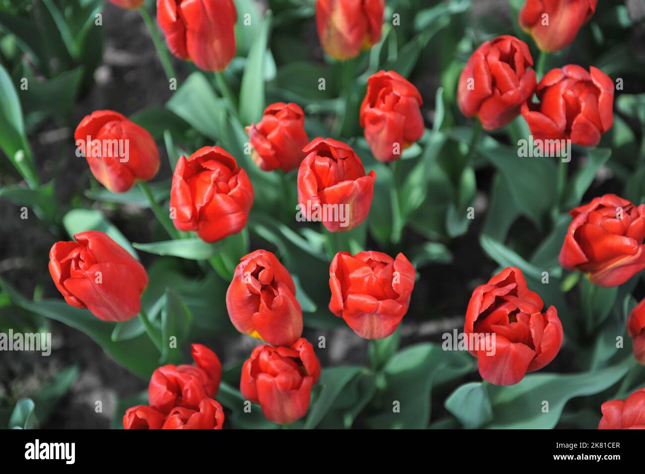 Red Triumph tulips (Tulipa) Strong Fire bloom in a garden in April Stock Photo - Alamy
