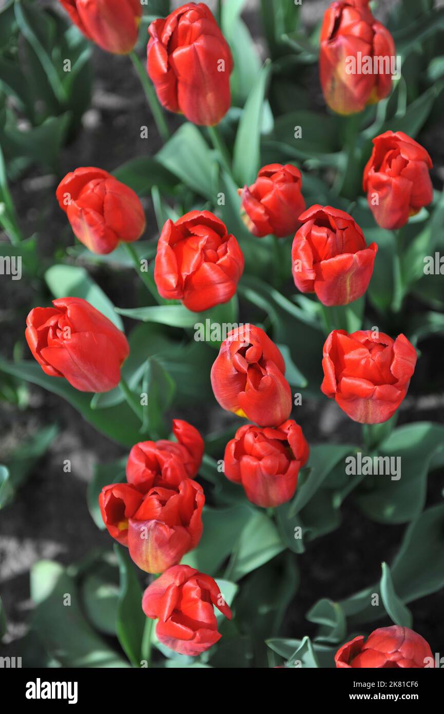 Red Triumph tulips (Tulipa) Strong Fire bloom in a garden in April ...