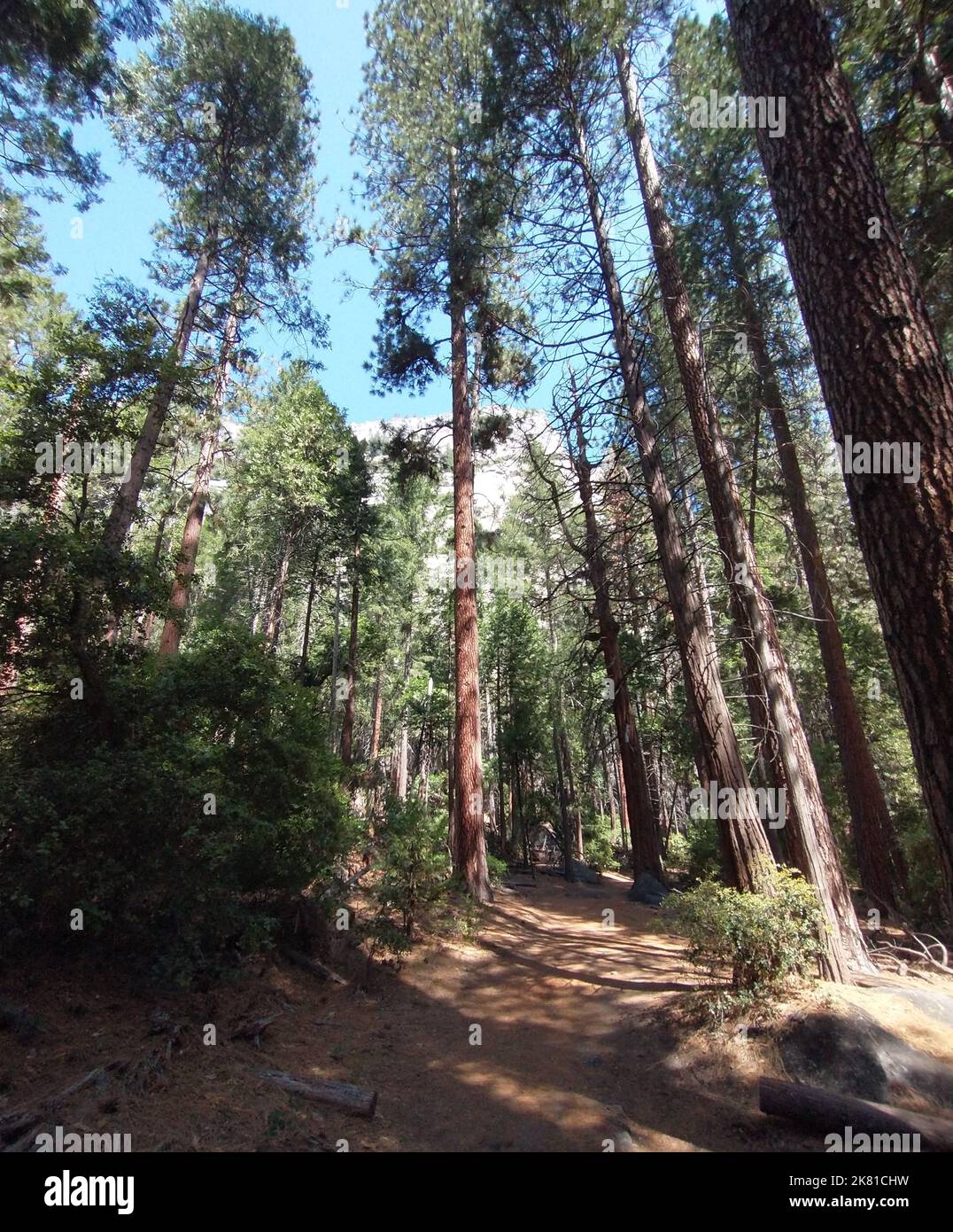 A beautiful summer landscape in Yosemite National Park. California ...