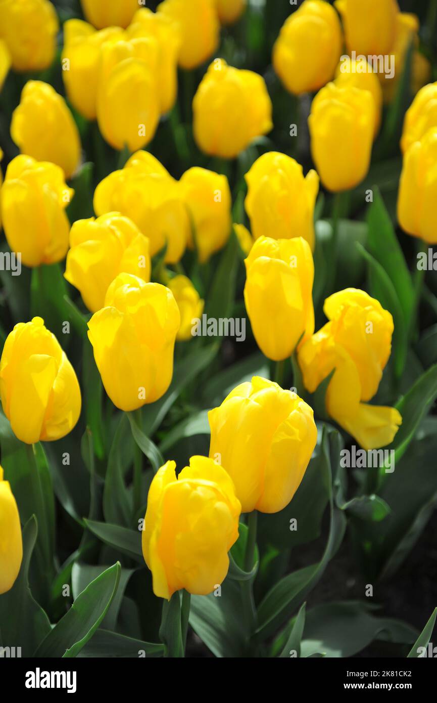 Strong plant hi-res stock photography and images - Alamy