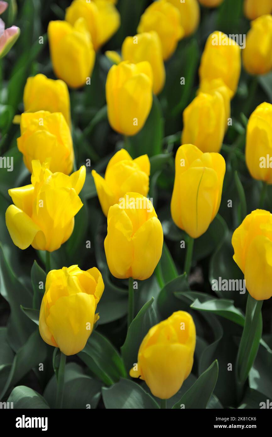 Yellow Triumph tulips (Tulipa) Strong Gold bloom in a garden in April ...
