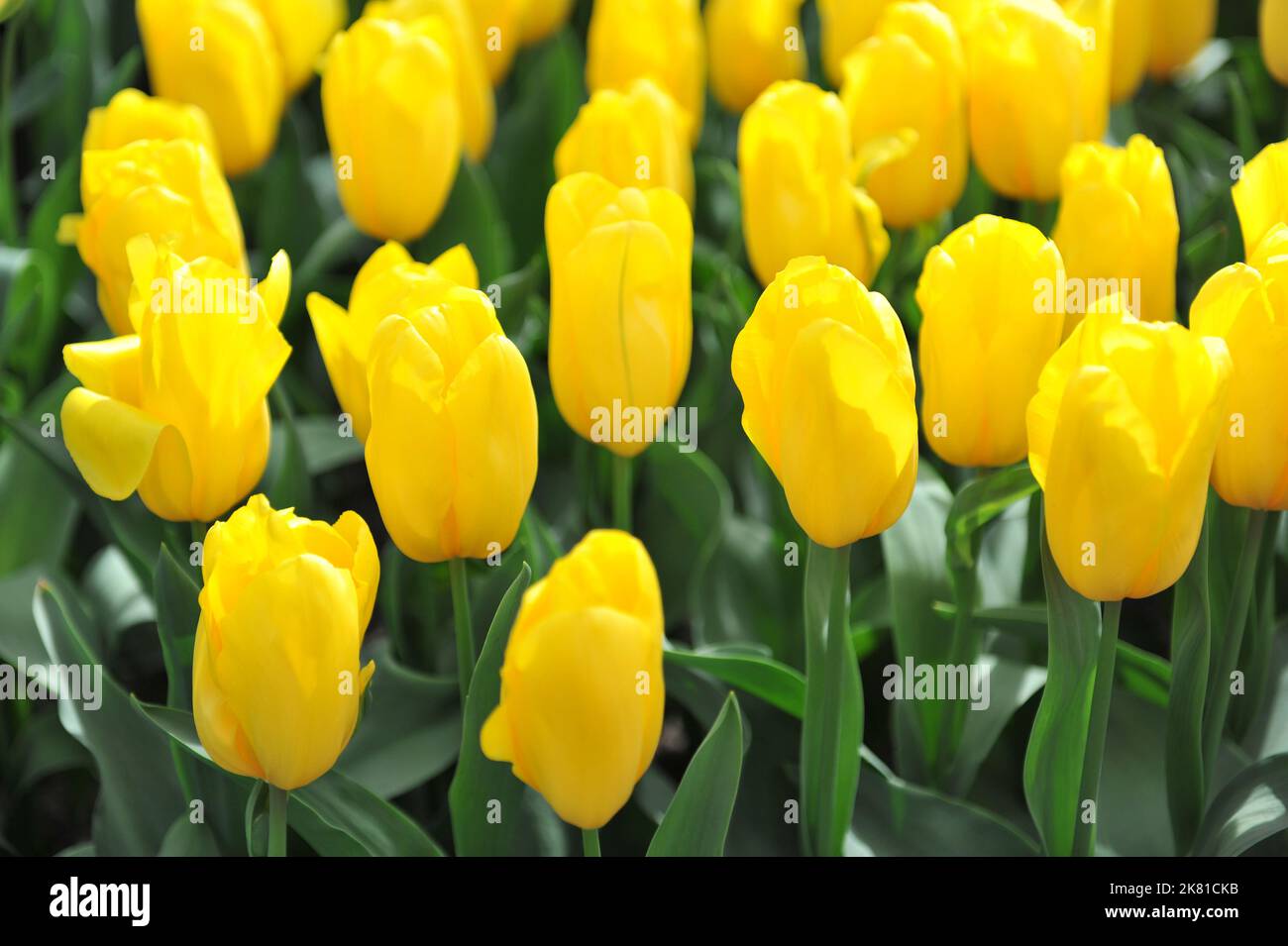 Yellow Triumph tulips (Tulipa) Strong Gold bloom in a garden in April ...