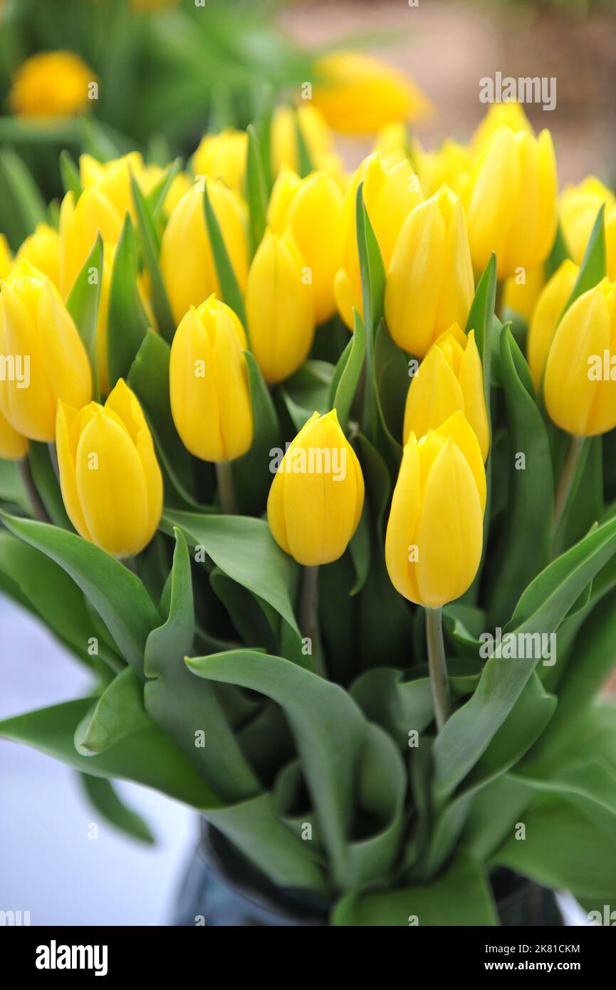 Flower bouquet gold background hi-res stock photography and images - Alamy