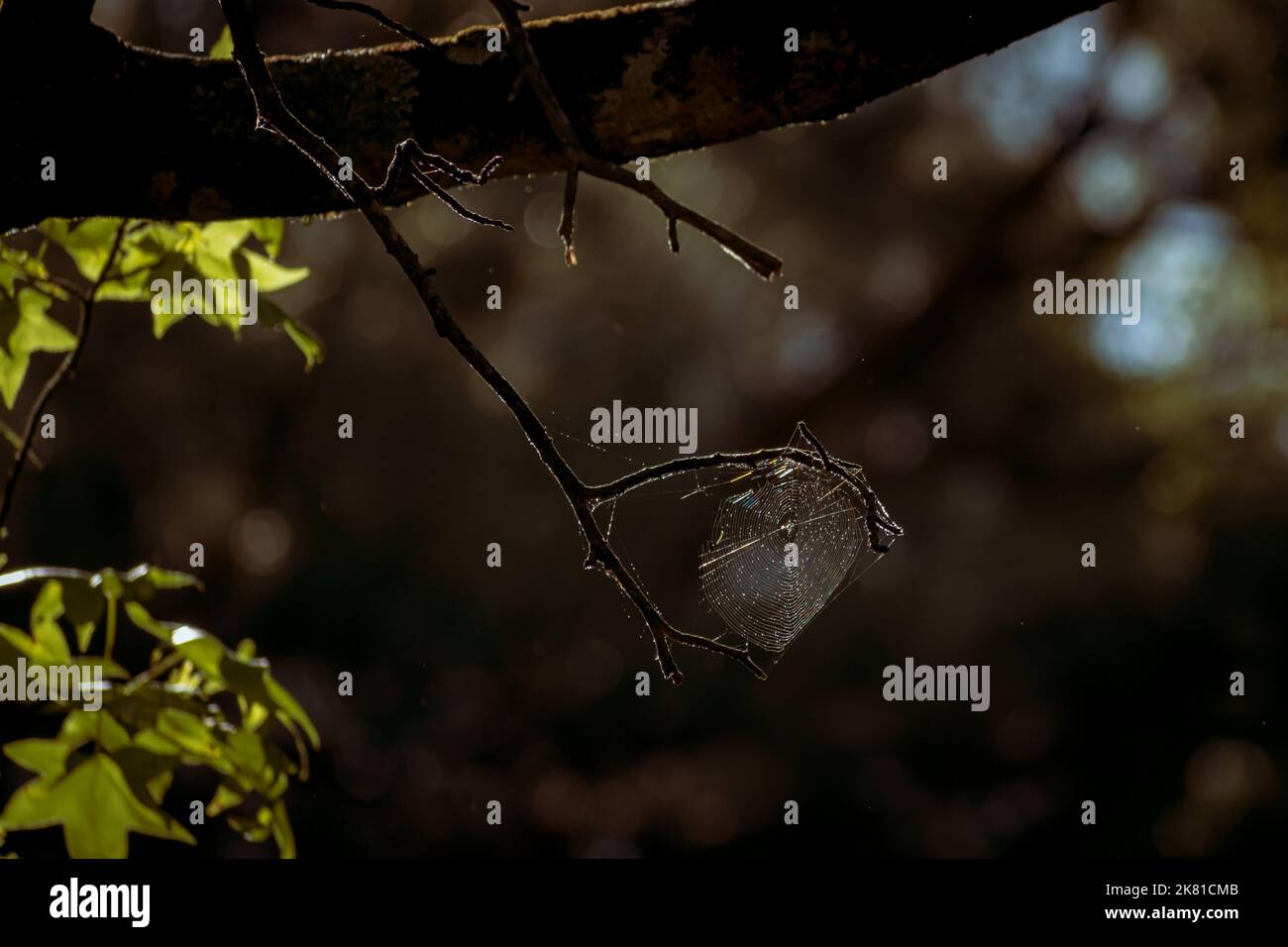 A spider net on a tree Stock Photo - Alamy
