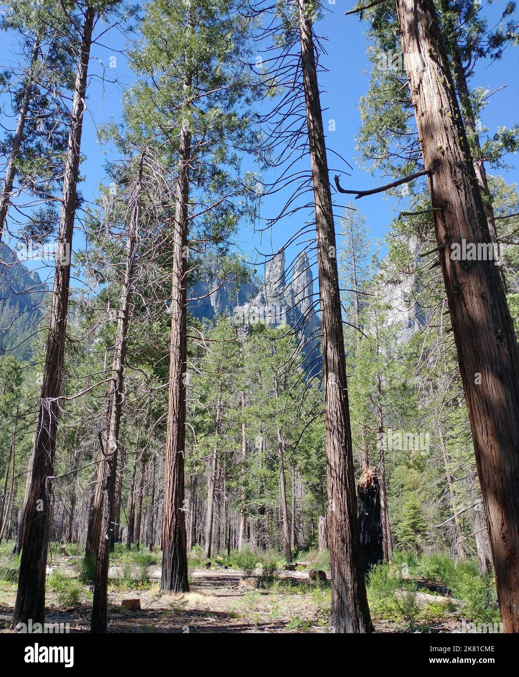 A beautiful summer landscape in Yosemite National Park. California ...