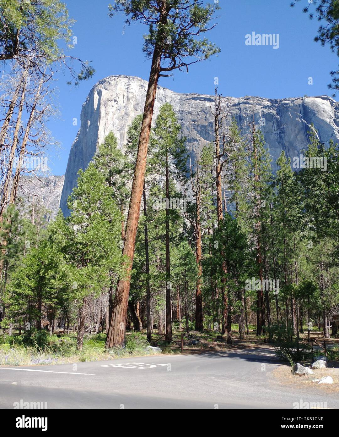 A vertical shot of green trees and El Capitan in the background ...