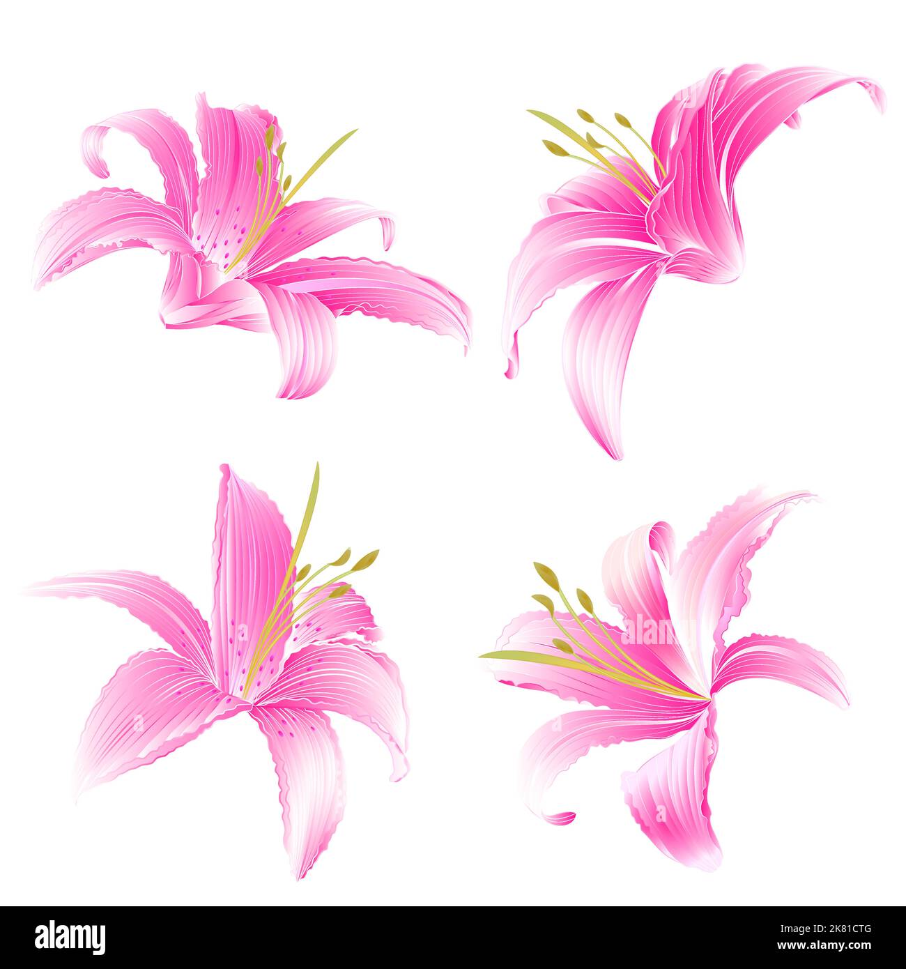 Spring flowers Lily pink Daylily vector illustration Stock Vector Image ...