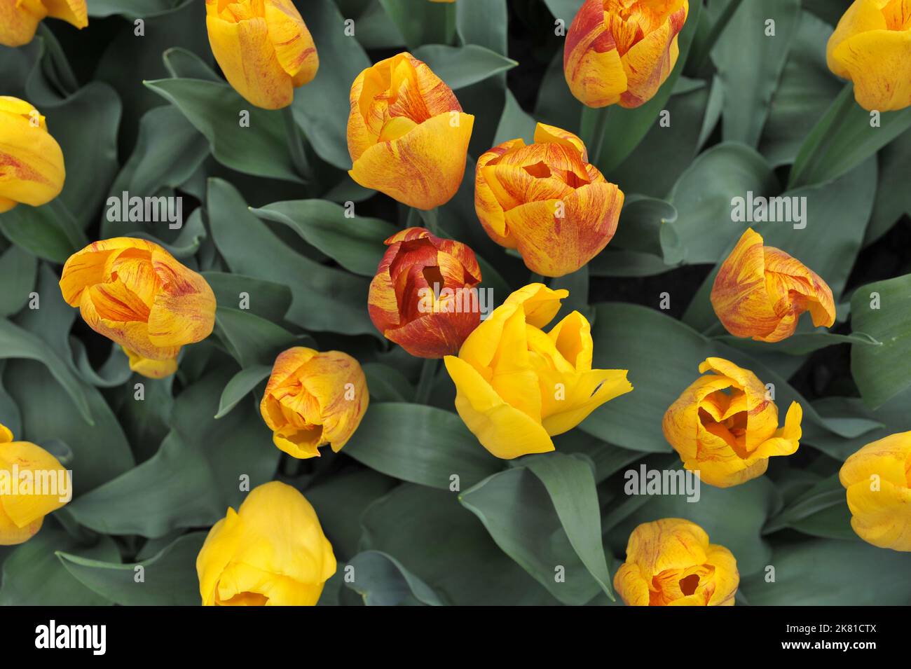 Yellow and red Triumph tulips (Tulipa) Strong Gold Striped bloom in a ...